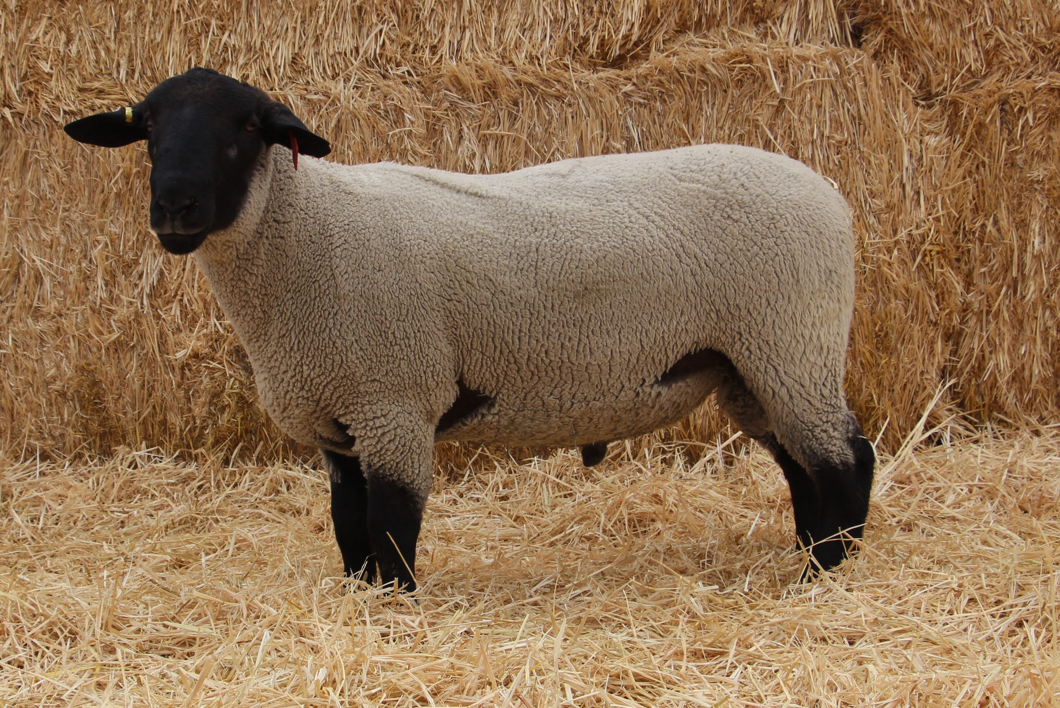 Our Breeds – POUND MAKER RAM SALE